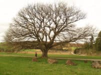 Uit de oude doos: Boomstructuur in de moestuin – Permacultuur Magazine